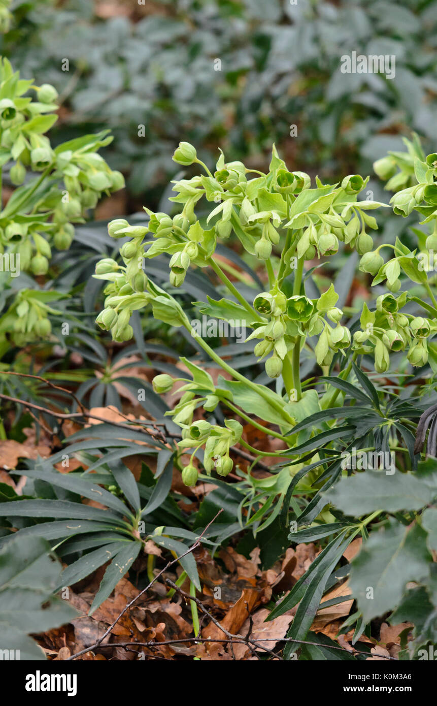Stinking hellebore (Helleborus foetidus Stock Photo - Alamy