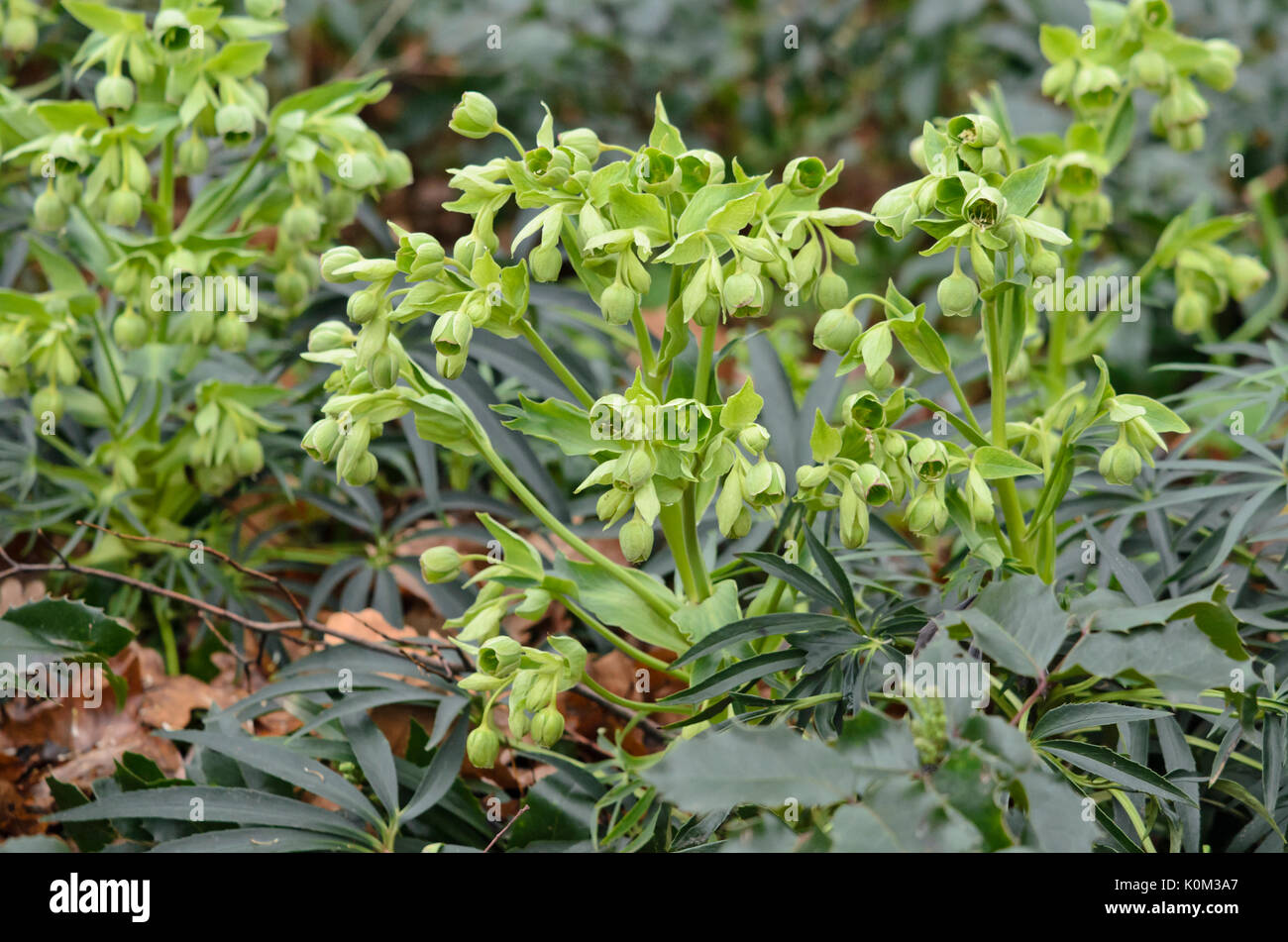 Stinking hellebore (Helleborus foetidus Stock Photo - Alamy