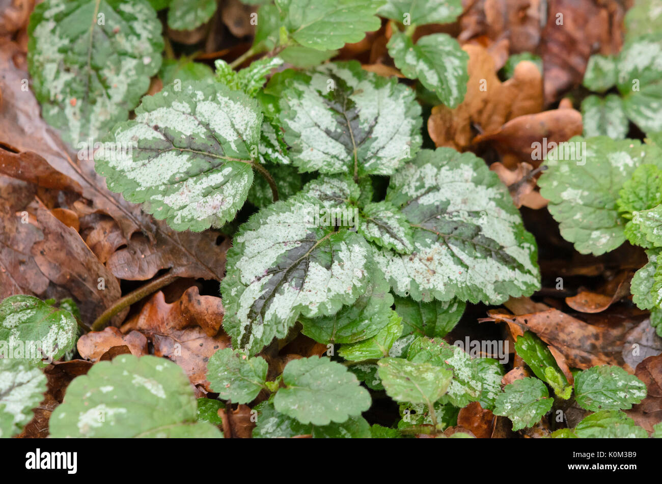 Yellow archangel (Lamium galeobdolon syn. Lamiastrum galeobdolon Stock ...