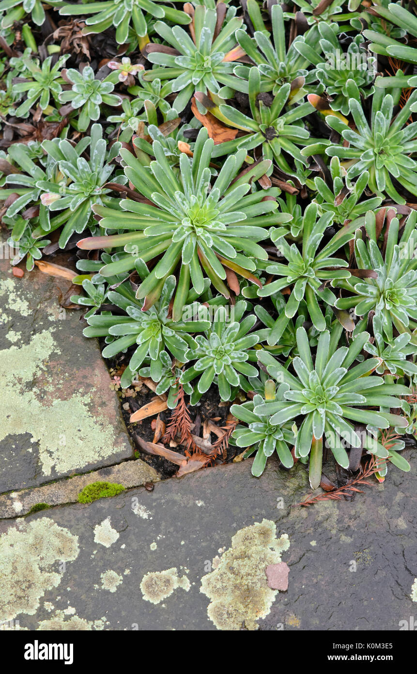 Pyramidal Saxifrage Saxifraga Cotyledon High Resolution Stock ...