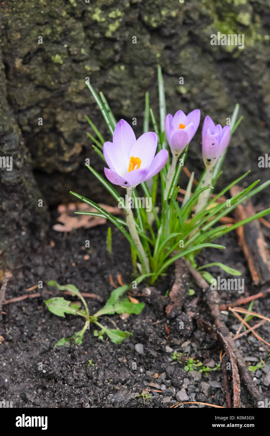 Early crocus (Crocus tommasinianus Stock Photo - Alamy