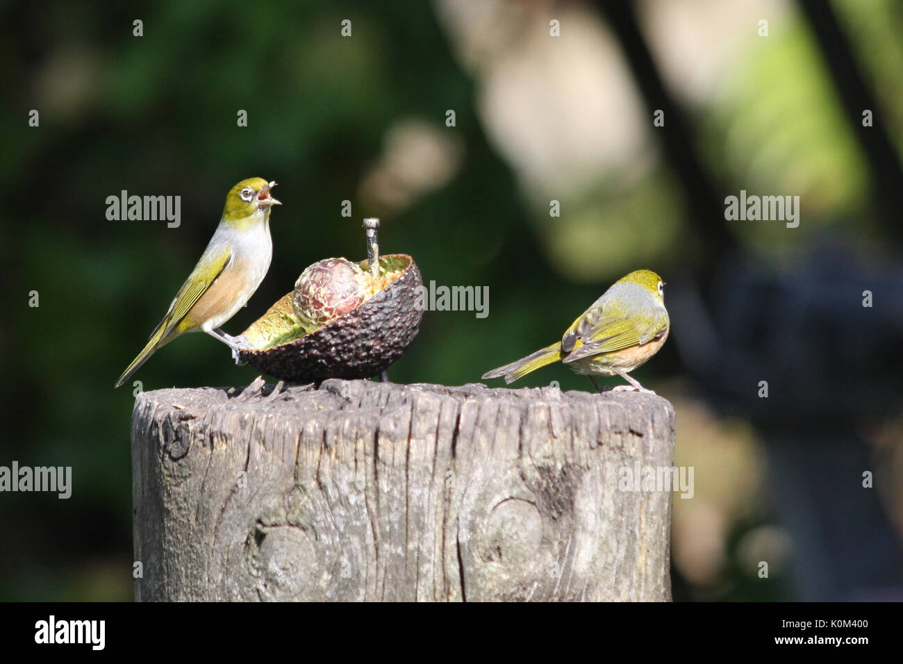 Silvereye zosterops lateralis hi-res stock photography and images - Alamy