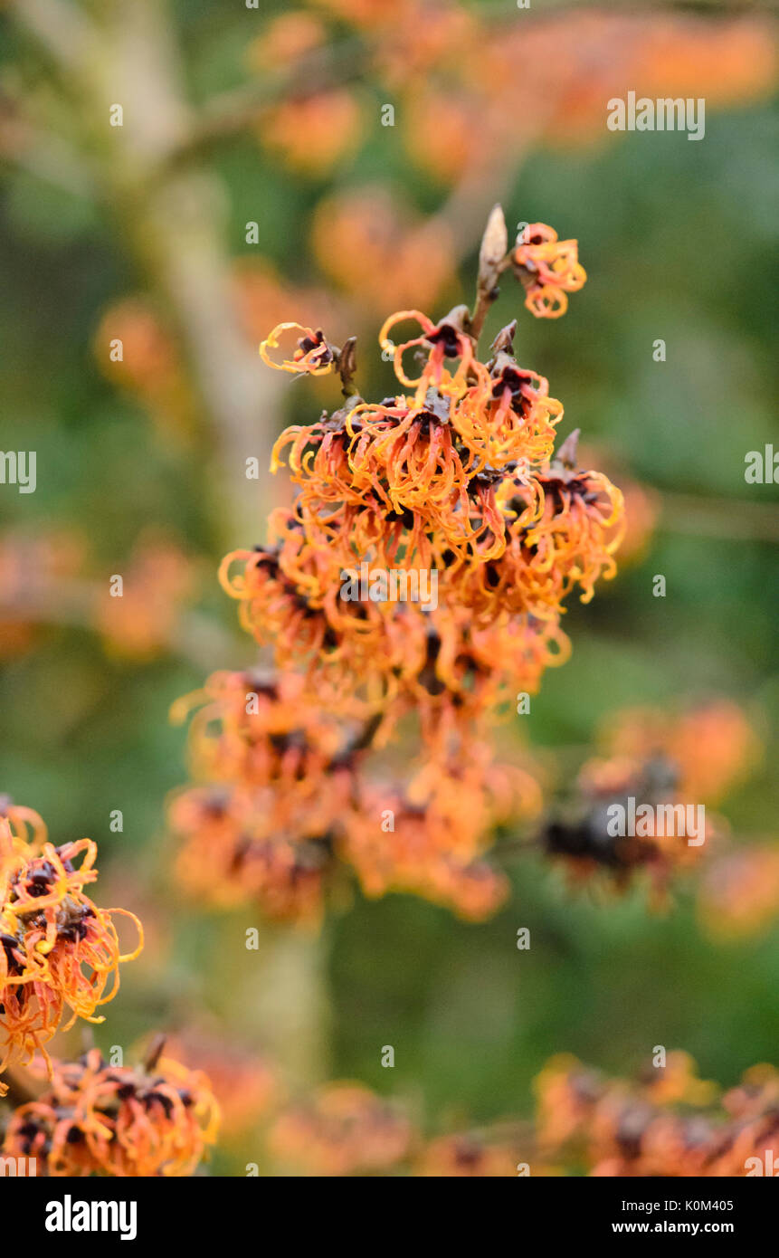 Witch hazel (Hamamelis x intermedia 'Spanish Spider' Stock Photo - Alamy