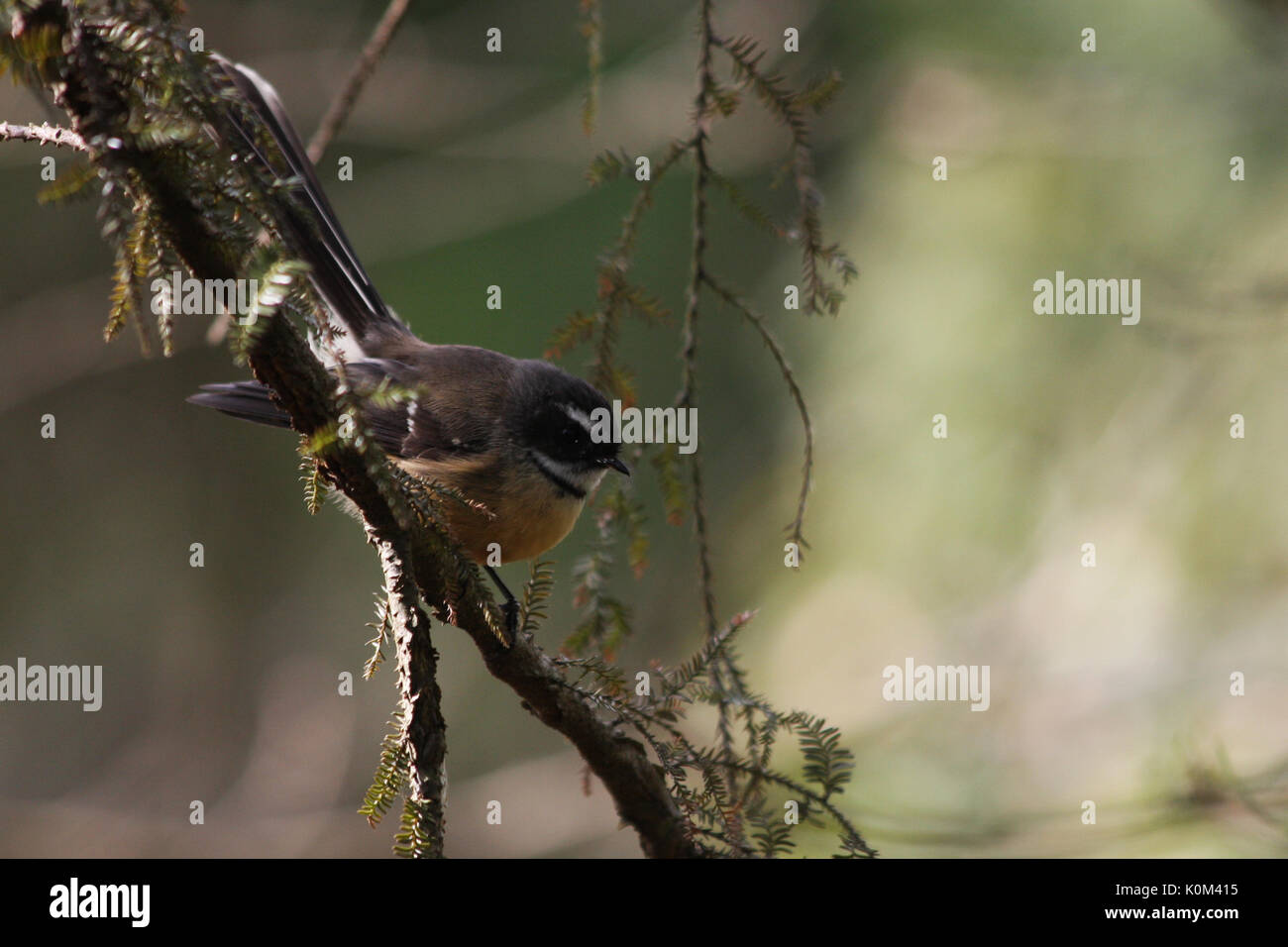 New Zealand fantail (Rhipidura fuliginosa Stock Photo - Alamy