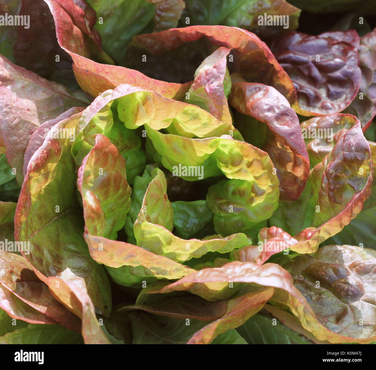 Fresh red lettuce growing in vegetable garden Stock Photo - Alamy