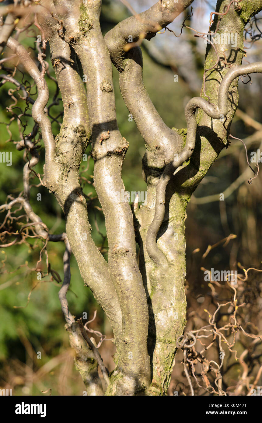 Harry Lauder's walking stick (Corylus avellana 'Contorta' Stock Photo ...