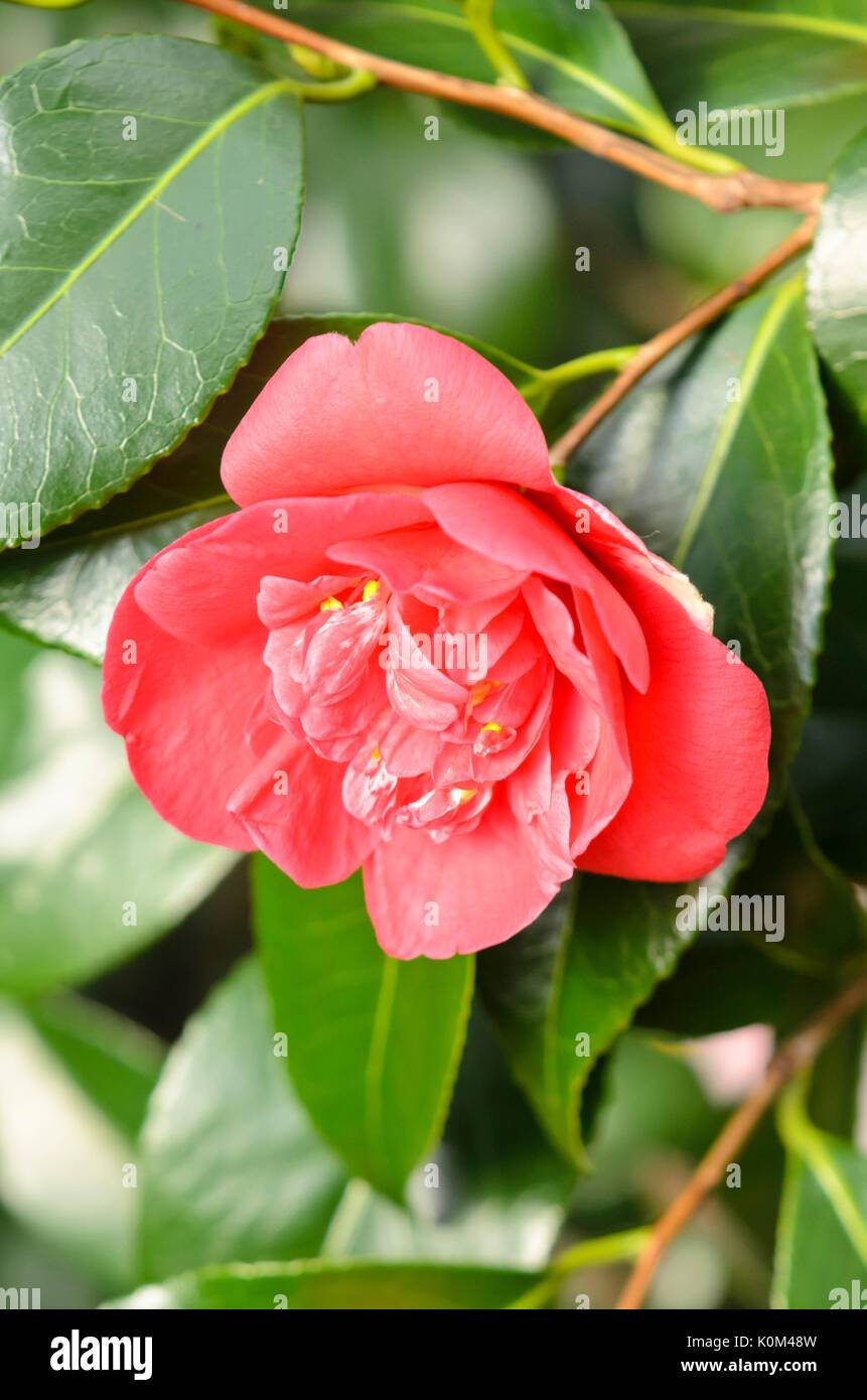 Tama ariake hi-res stock photography and images - Alamy