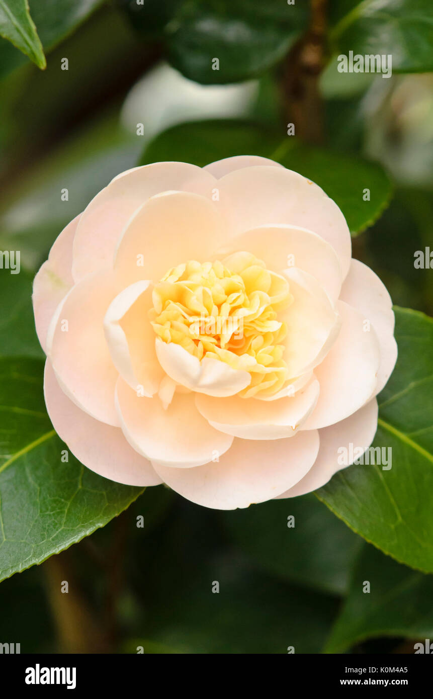 Japanese camellia (Camellia japonica subsp. rusticana 'Botanyuki' Stock ...