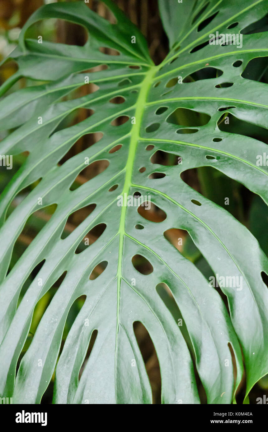 Window plant (Monstera Stock Photo - Alamy