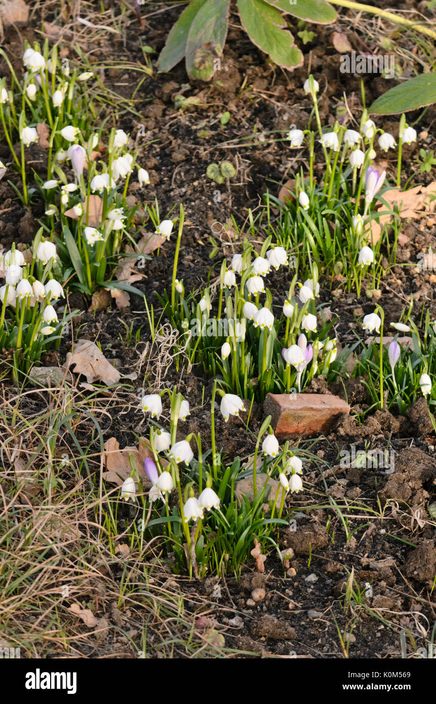 Spring snowflake (Leucojum vernum Stock Photo - Alamy