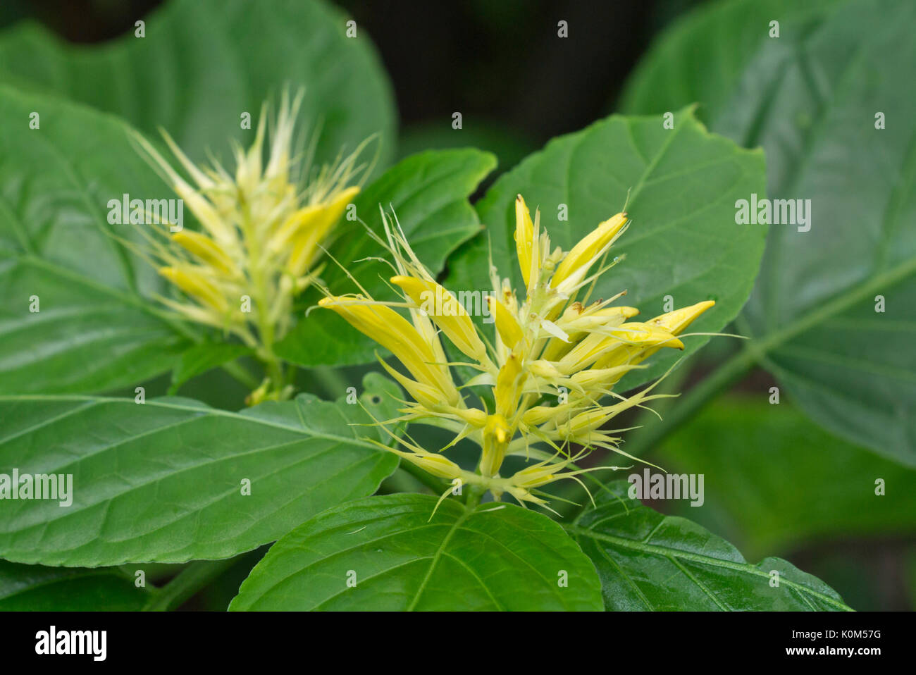 Golden Plume High Resolution Stock Photography and Images - Alamy
