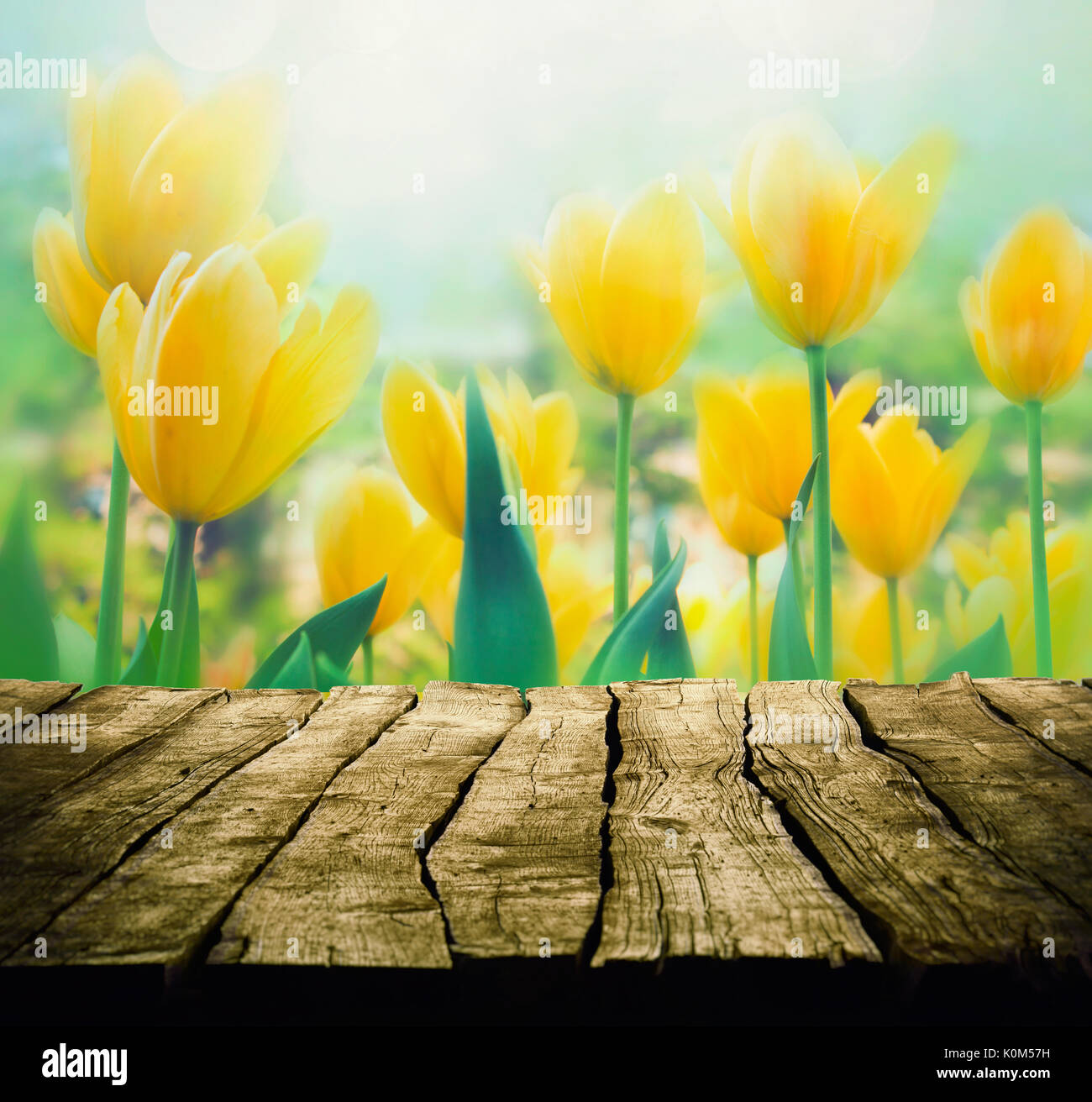Easter background with tabletop. Spring Flowers background. Wood table ...