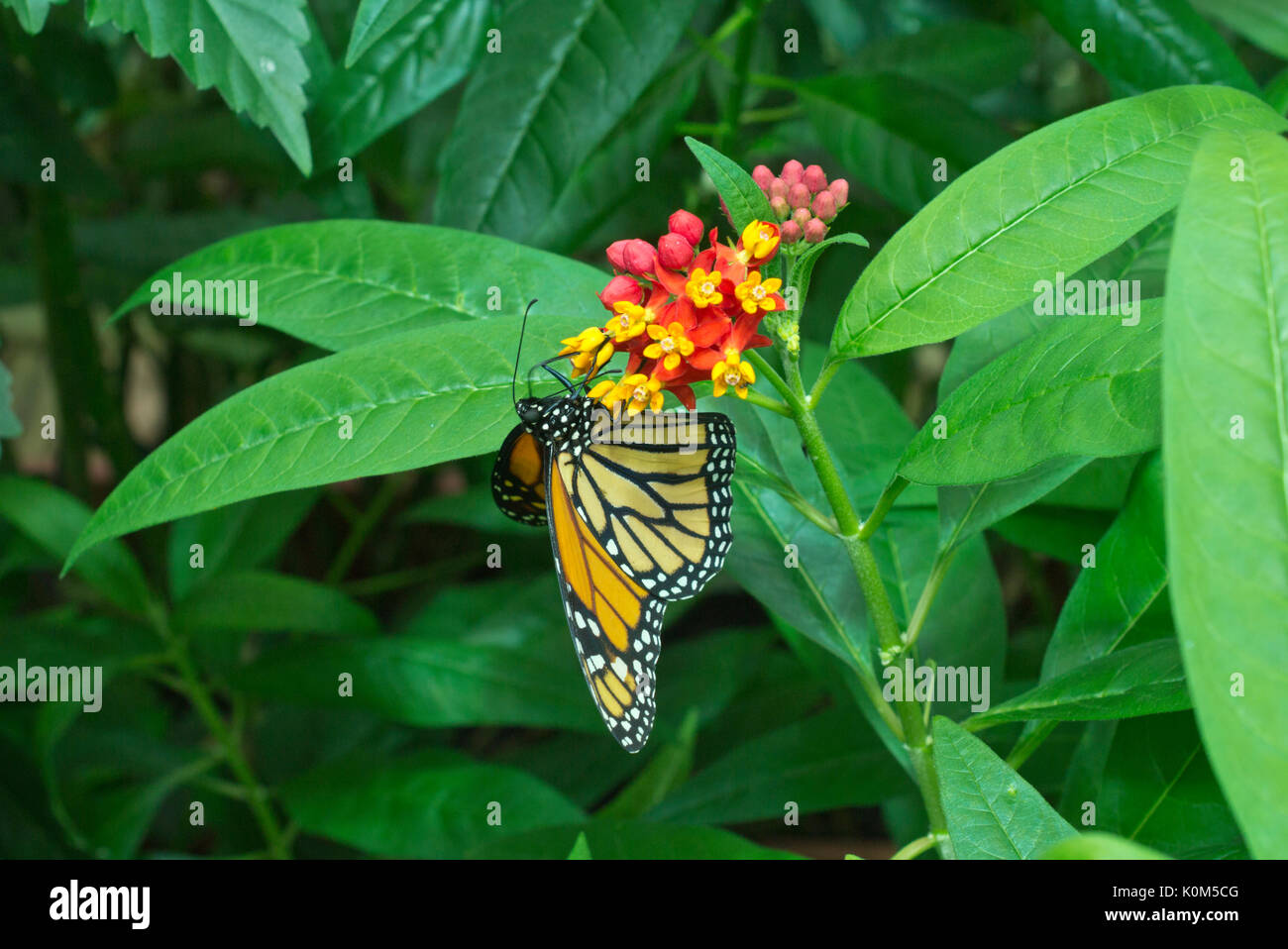Monarch butterfly (Danaus plexippus) and scarlet milkweed (Asclepias ...