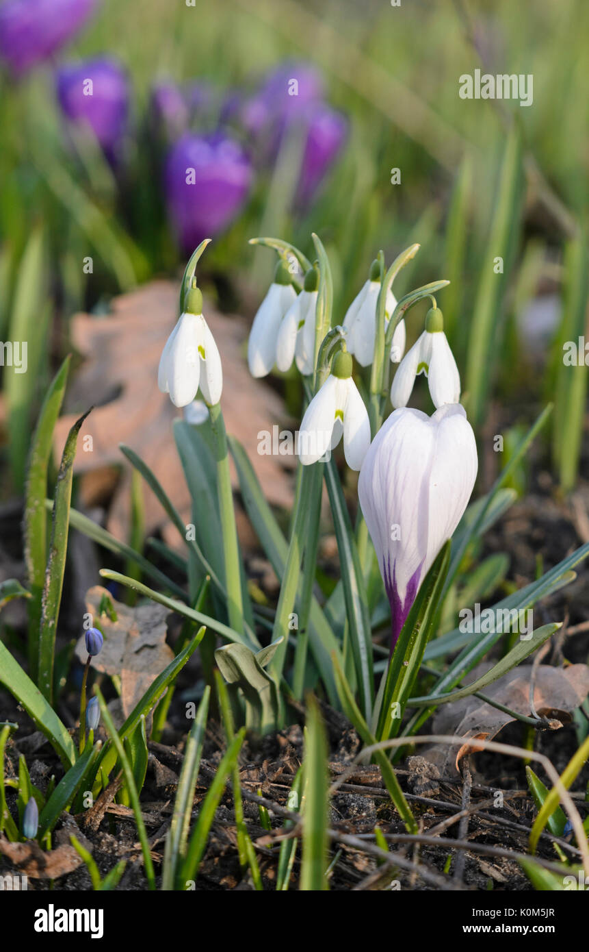 Common snowdrop (Galanthus nivalis) and crocus (Crocus Stock Photo - Alamy