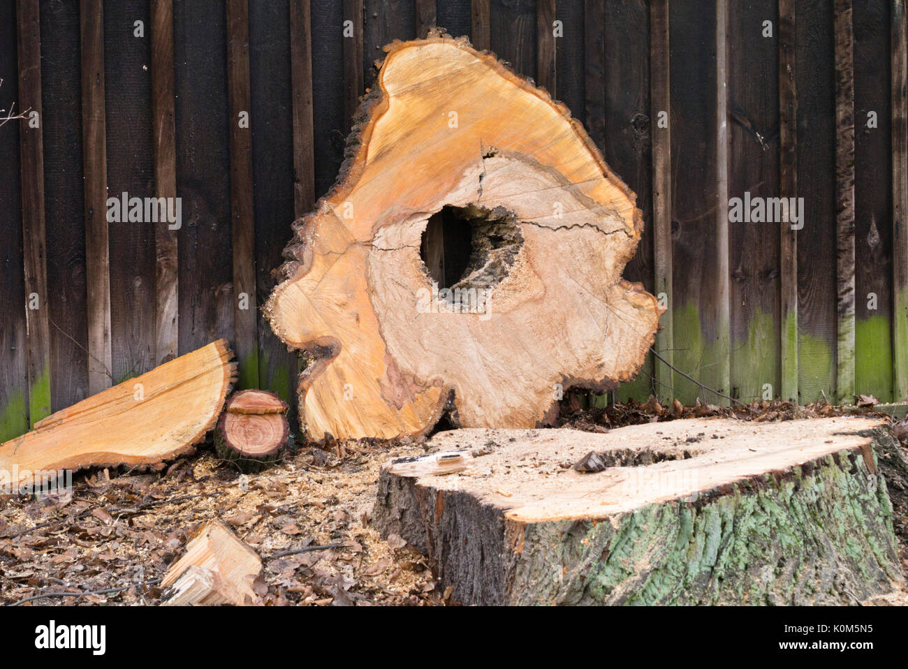 Tree cookie with heart rot Stock Photo - Alamy