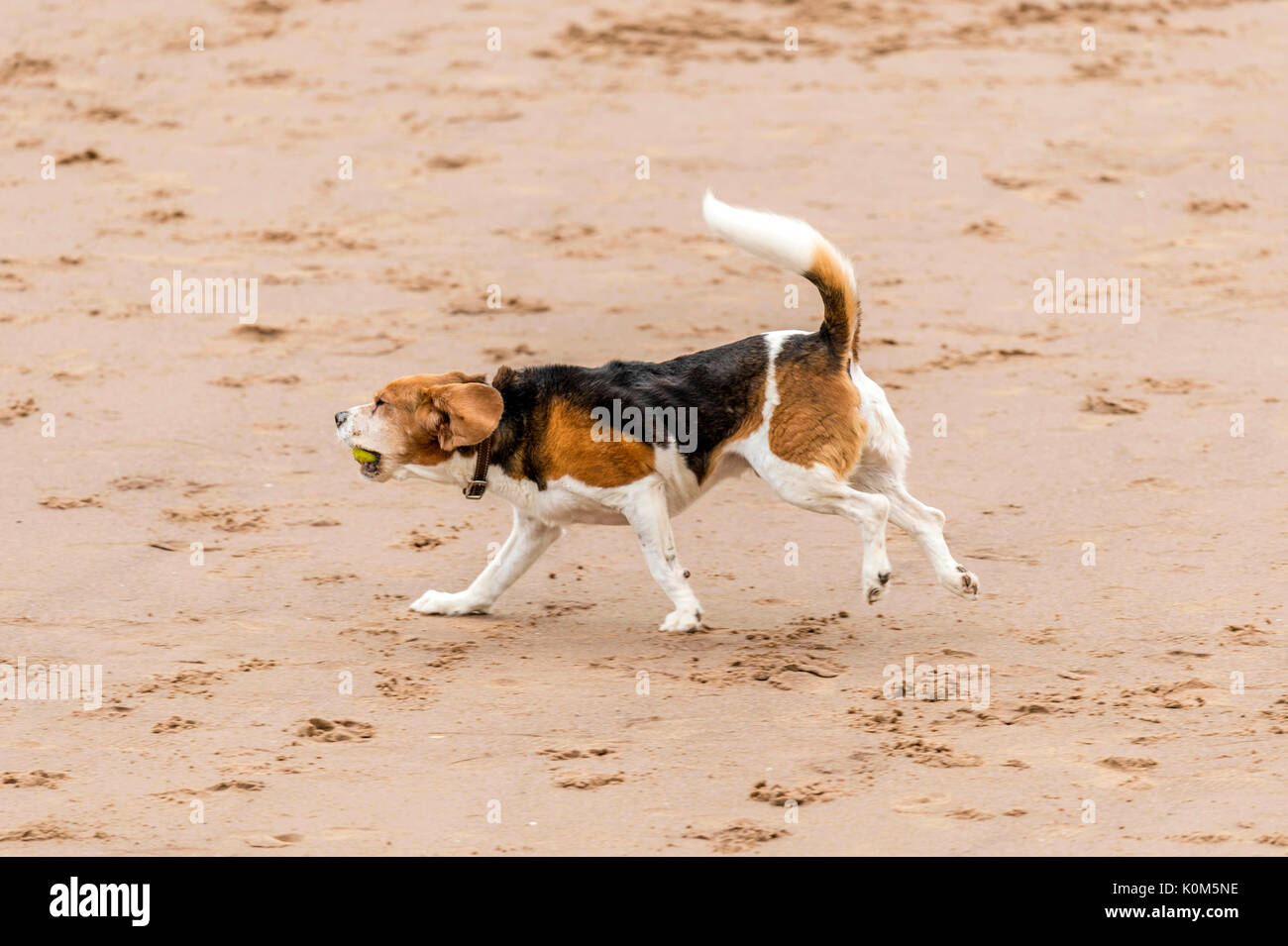 Cute Beagle at the beach chasing a ball. Beagle dog with ball in mouth ...
