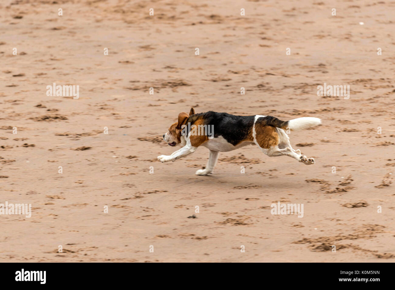 Cute Beagle at the beach chasing a ball. Beagle dog with ball in mouth ...