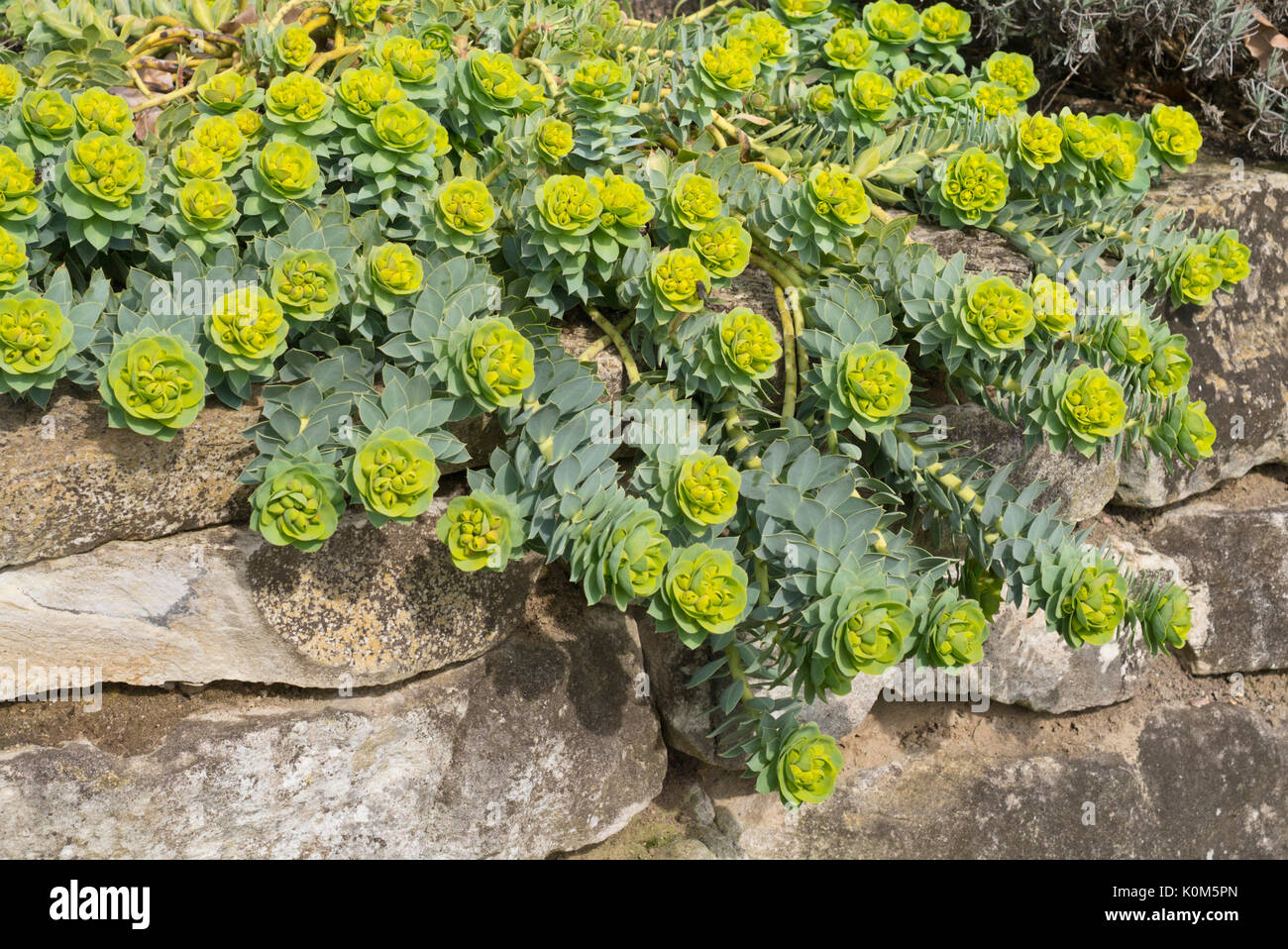 Blue spurge (Euphorbia myrsinites Stock Photo - Alamy