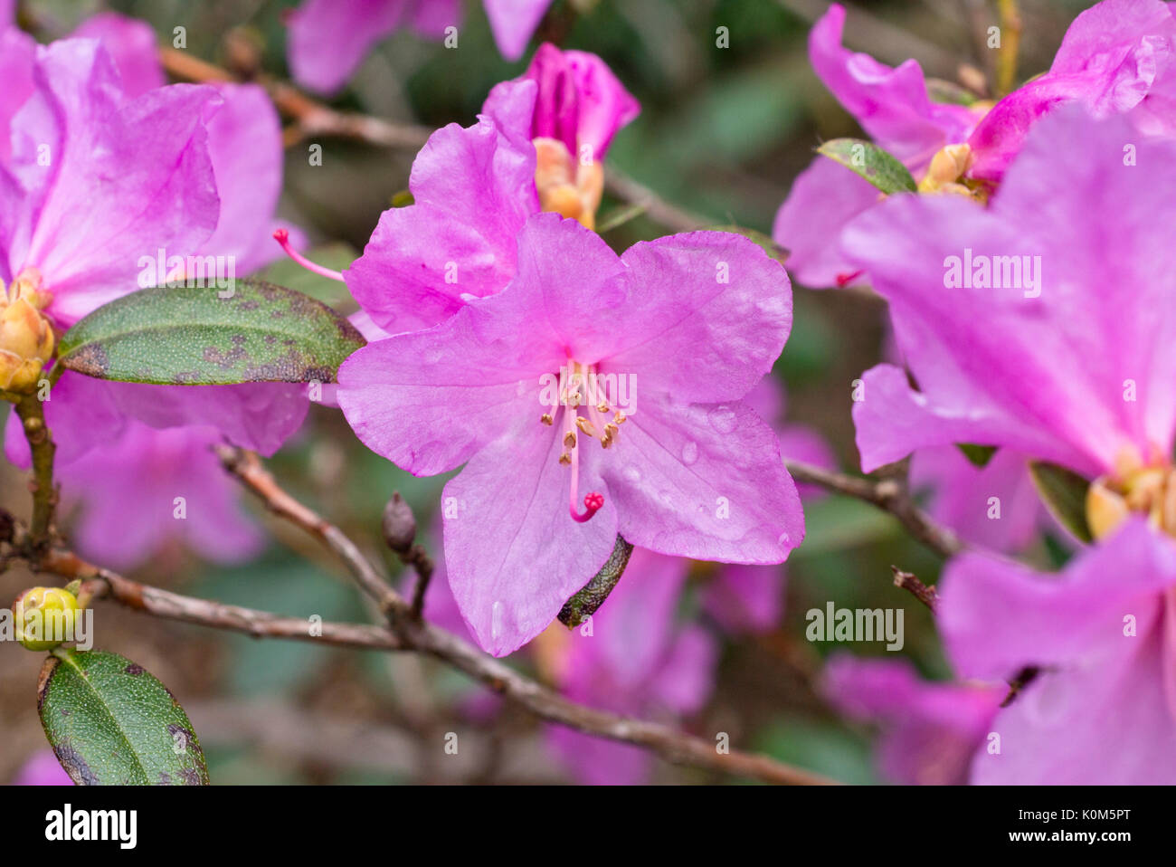 Rhododendron (Rhododendron x praecox Stock Photo - Alamy