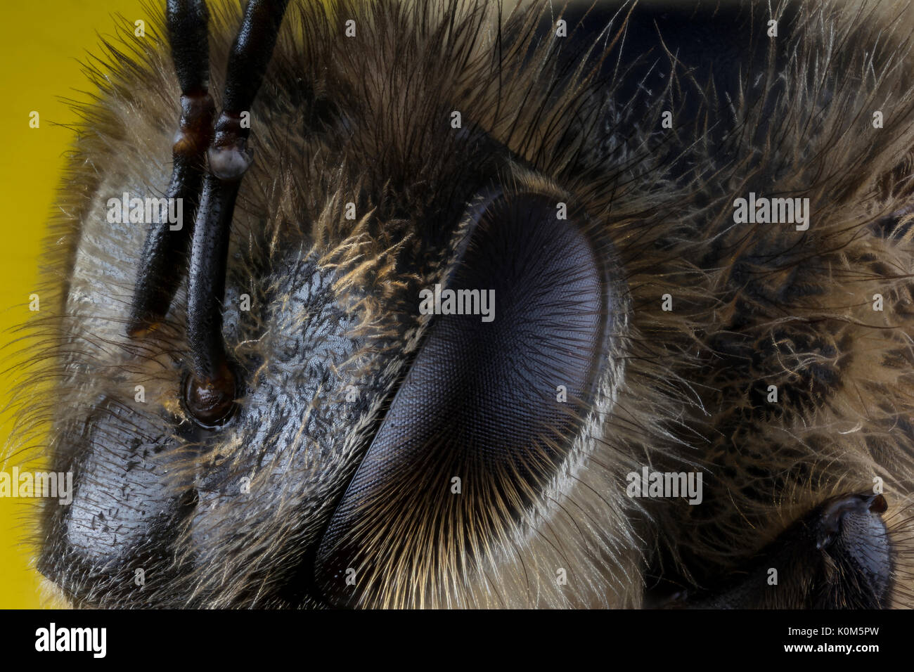 Bumble bee cutout hi-res stock photography and images - Alamy