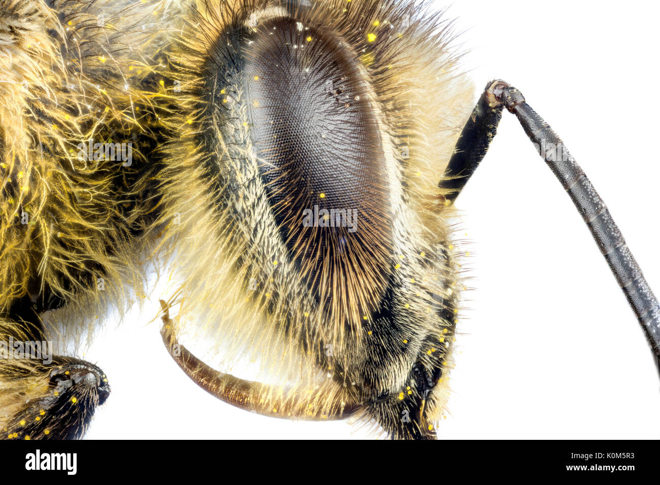 Micro bee hi-res stock photography and images - Alamy