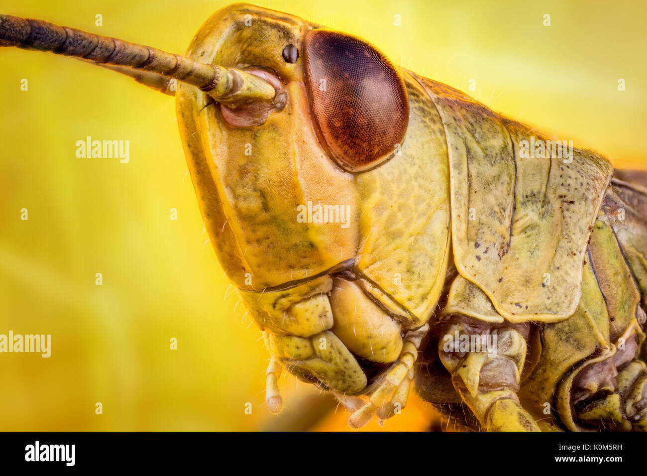Bush cricket detail hi-res stock photography and images - Alamy