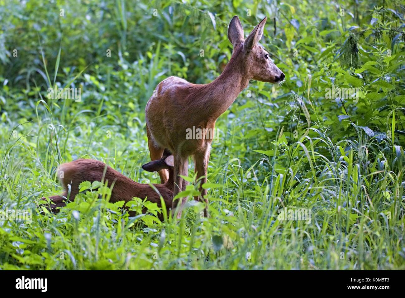 Female roe deer hi-res stock photography and images - Alamy