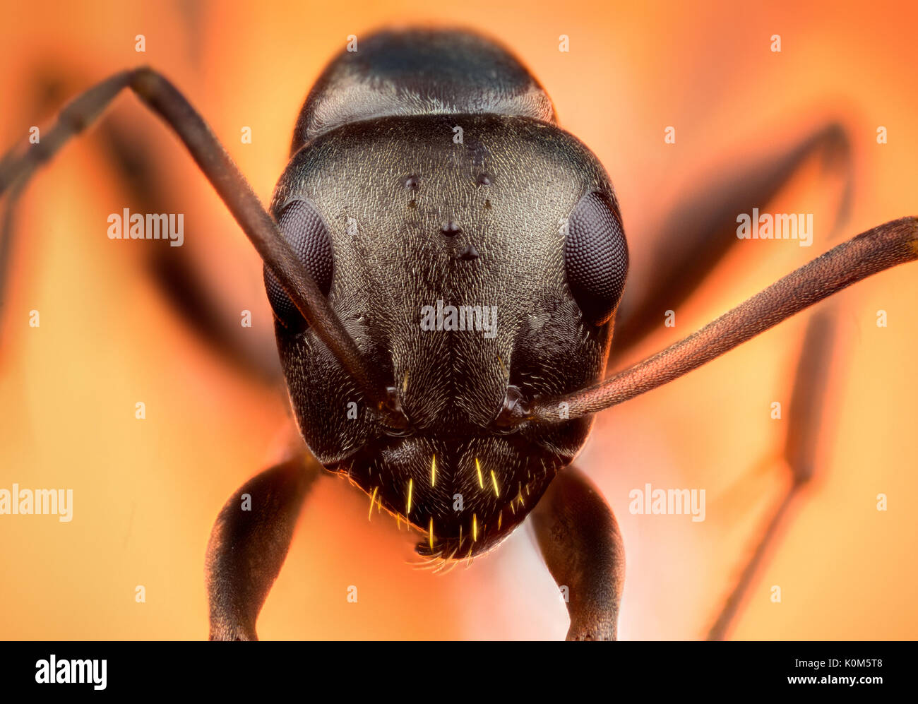 Ant head macro hi-res stock photography and images - Alamy