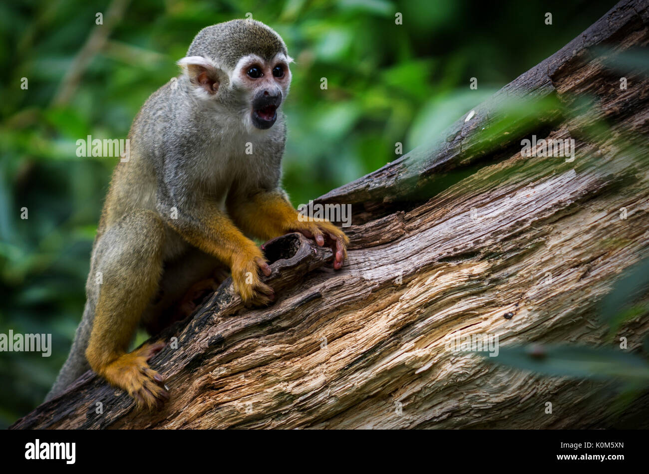 Wildlife animal common squirrel monkey (Saimiri sciureus Stock Photo ...