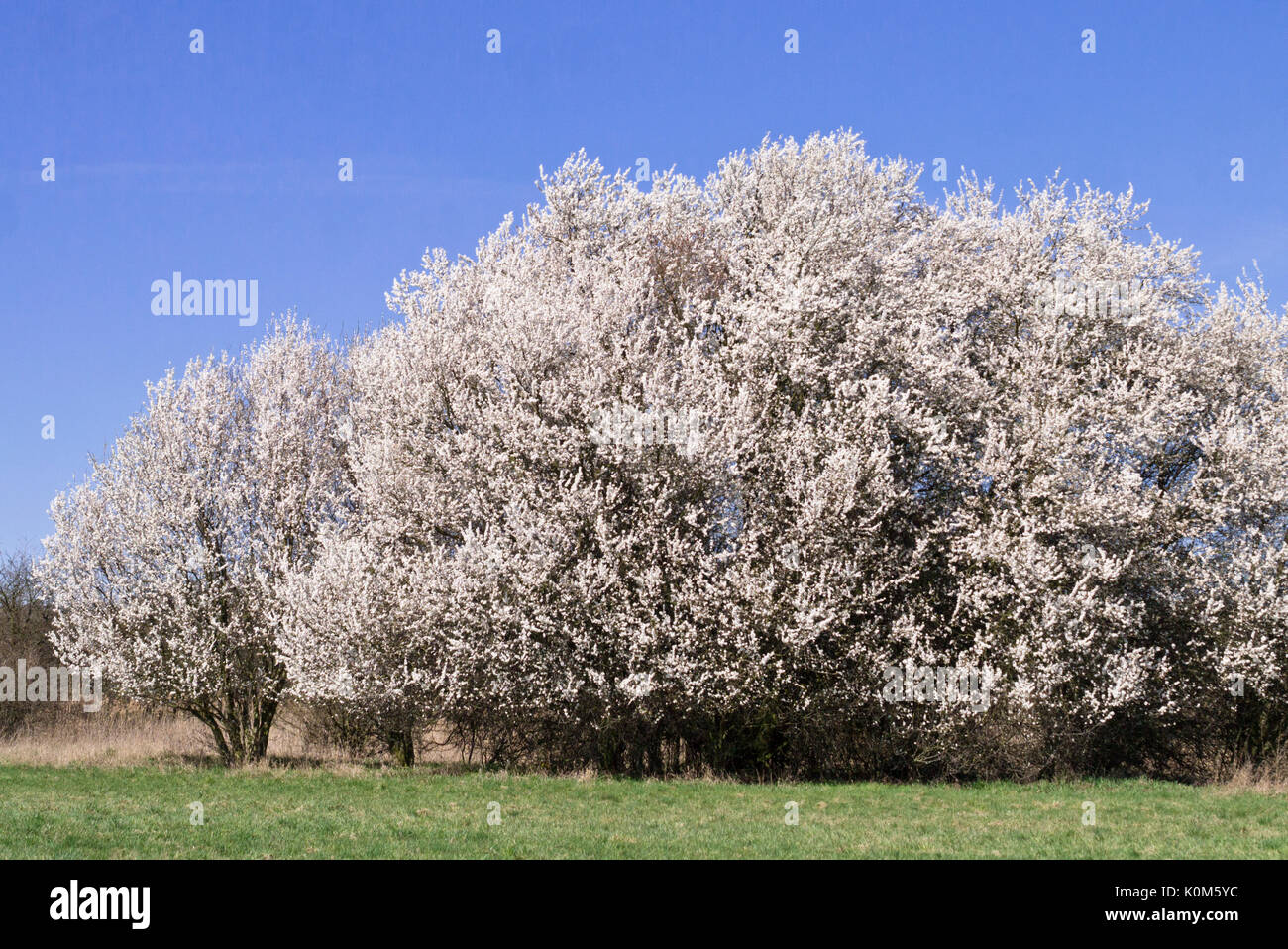 Mirabelle (Prunus domestica subsp. syriaca Stock Photo - Alamy