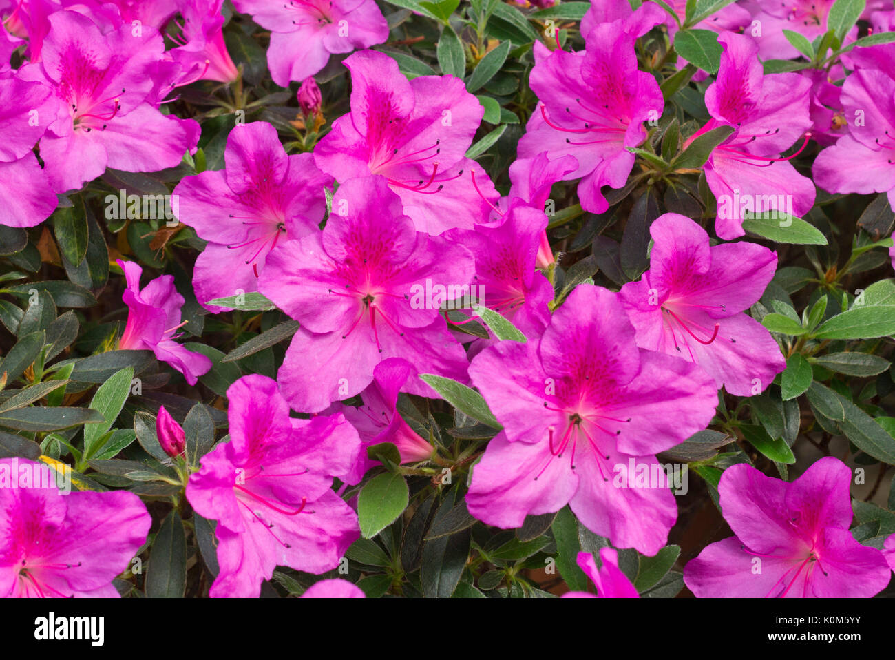 Indian azalea hi-res stock photography and images - Alamy