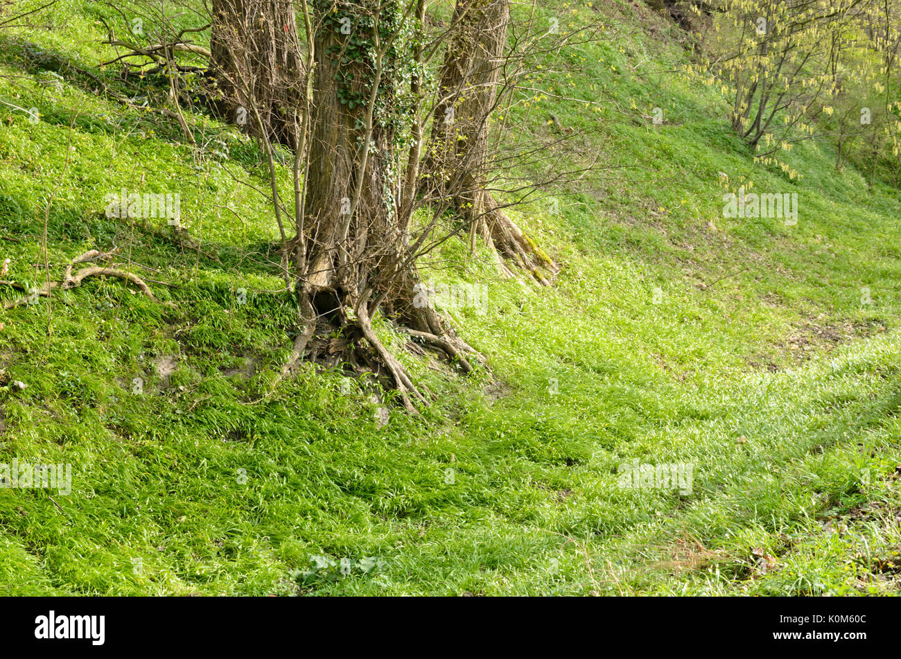 Few flowered leek (Allium paradoxum Stock Photo - Alamy