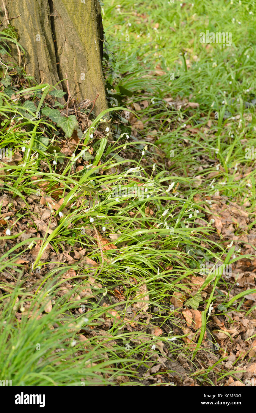 Few flowered leek (Allium paradoxum Stock Photo - Alamy