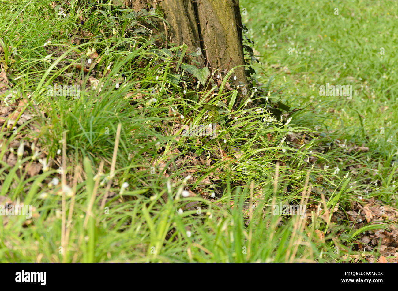 Paradoxum hi-res stock photography and images - Alamy