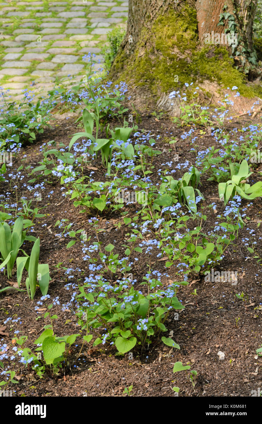 Siberian bugloss (Brunnera macrophylla syn. Myosotis macrophylla Stock ...
