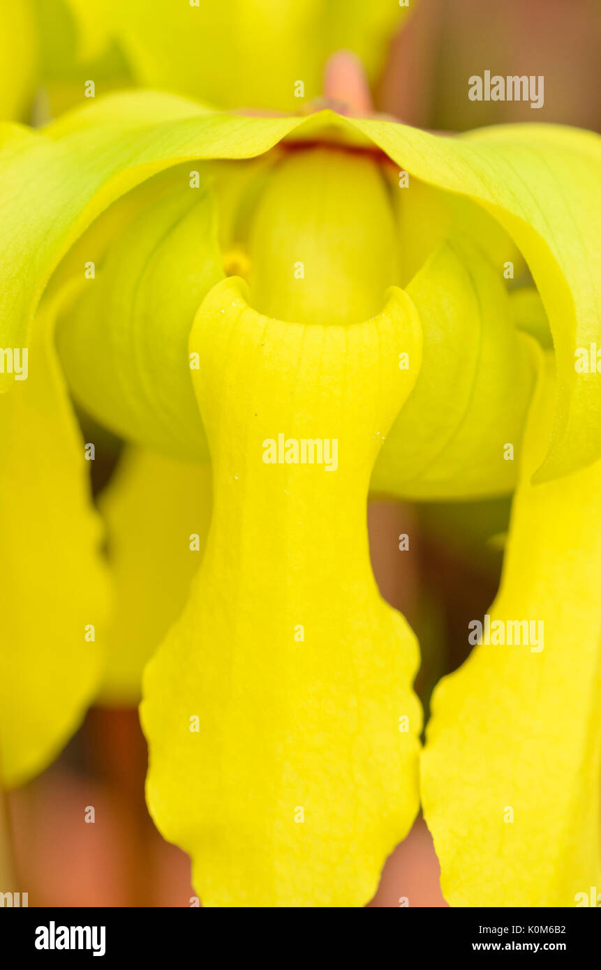 Yellow trumpet pitcher (Sarracenia flava Stock Photo - Alamy