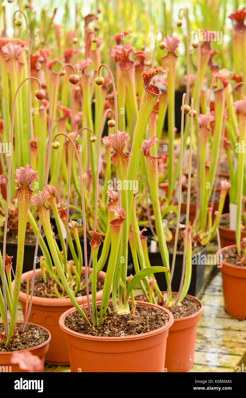 Trumpet pitcher (Sarracenia Stock Photo - Alamy