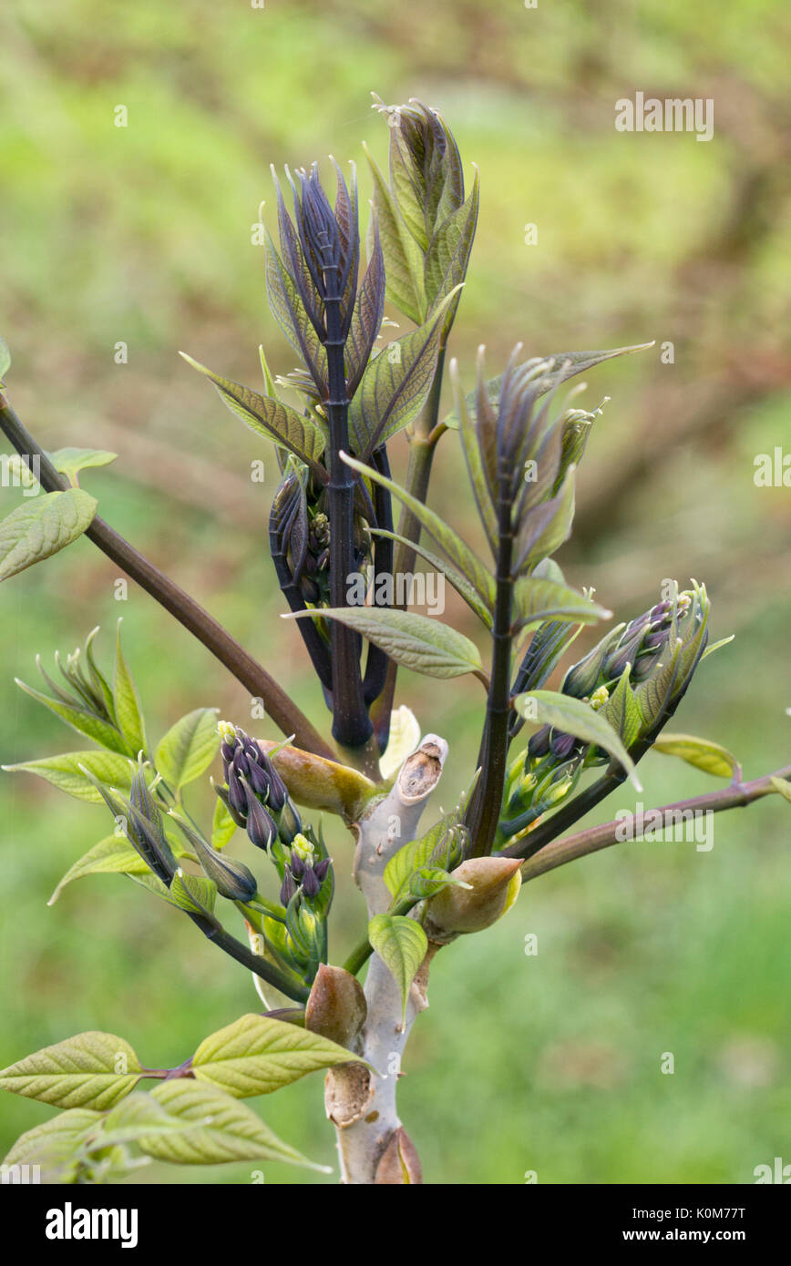 Blue sausage fruit (Decaisnea fargesii Stock Photo - Alamy