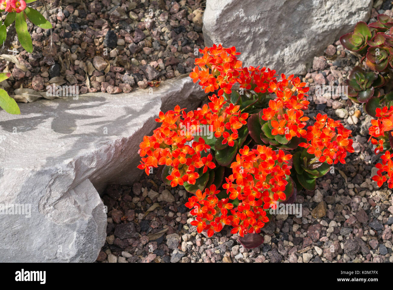 Flaming katy plant hi-res stock photography and images - Alamy