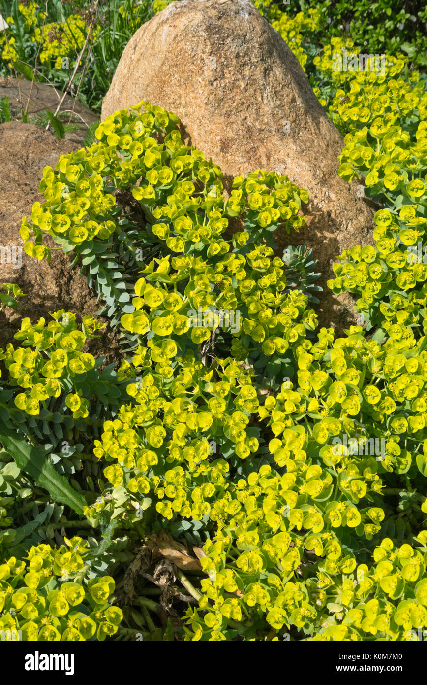 Blue spurge (Euphorbia myrsinites Stock Photo - Alamy