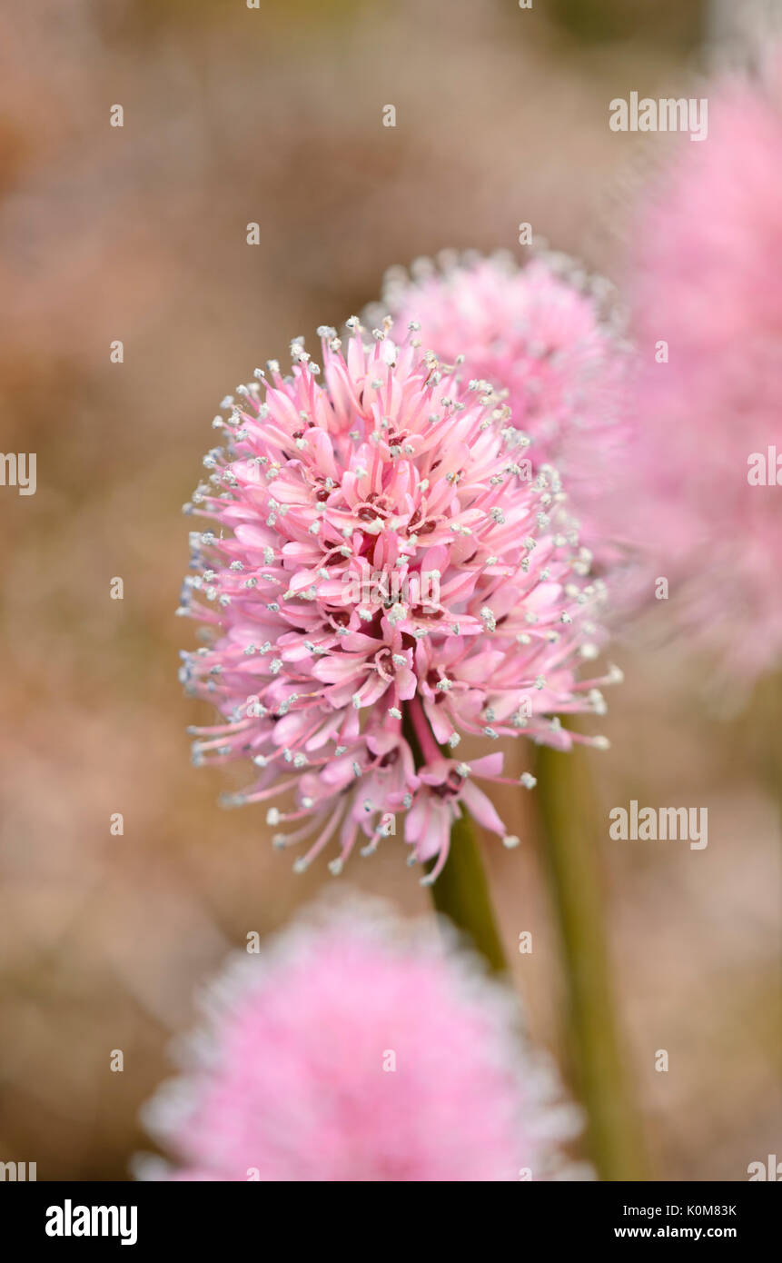 Swamp pink hi-res stock photography and images - Alamy