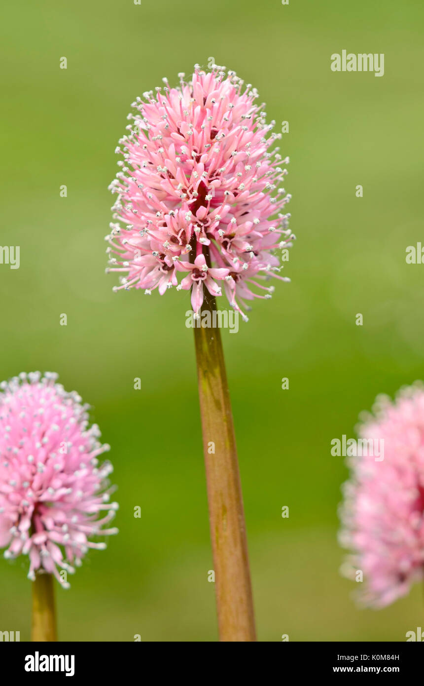 Swamp pink hi-res stock photography and images - Alamy