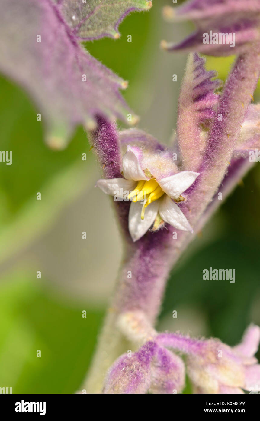 Solanum hi-res stock photography and images - Alamy