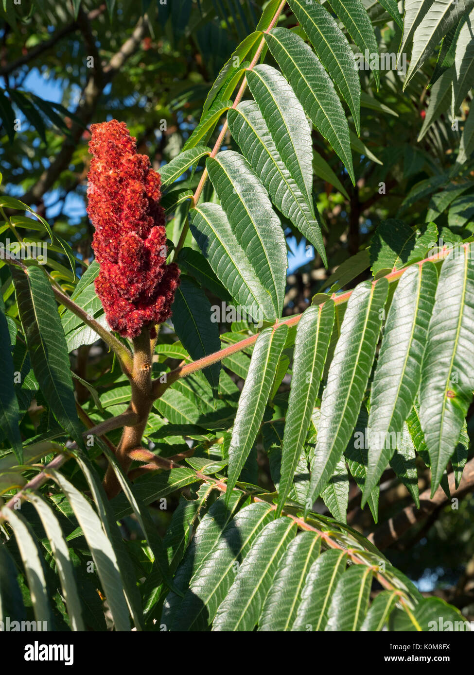 Seeds of Rhus typhina (staghorn sumac Stock Photo - Alamy