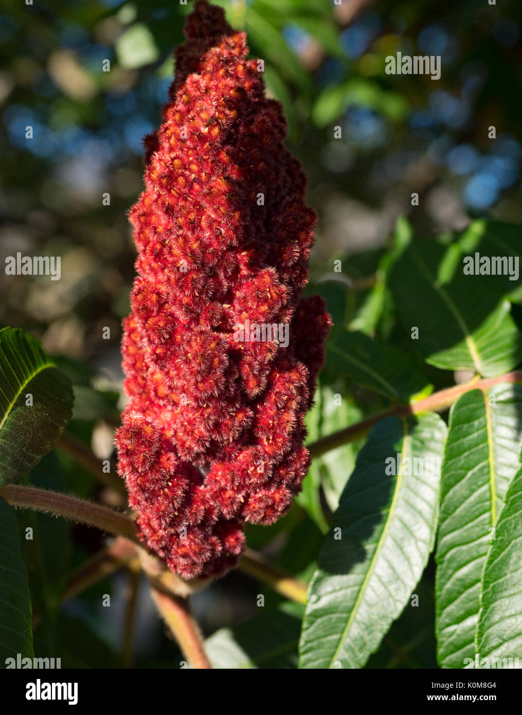 Staghorn sumac hi-res stock photography and images - Alamy