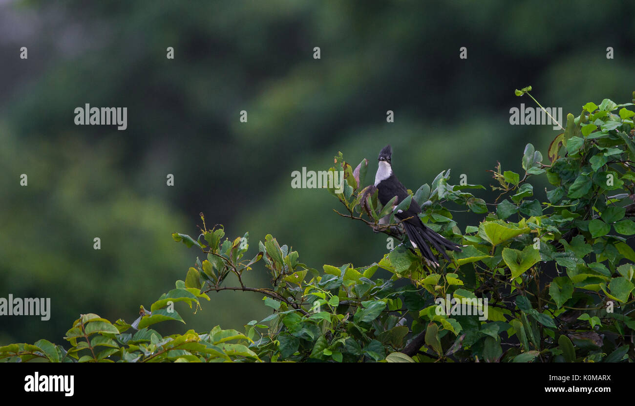 Cuckoo bird hi-res stock photography and images - Alamy
