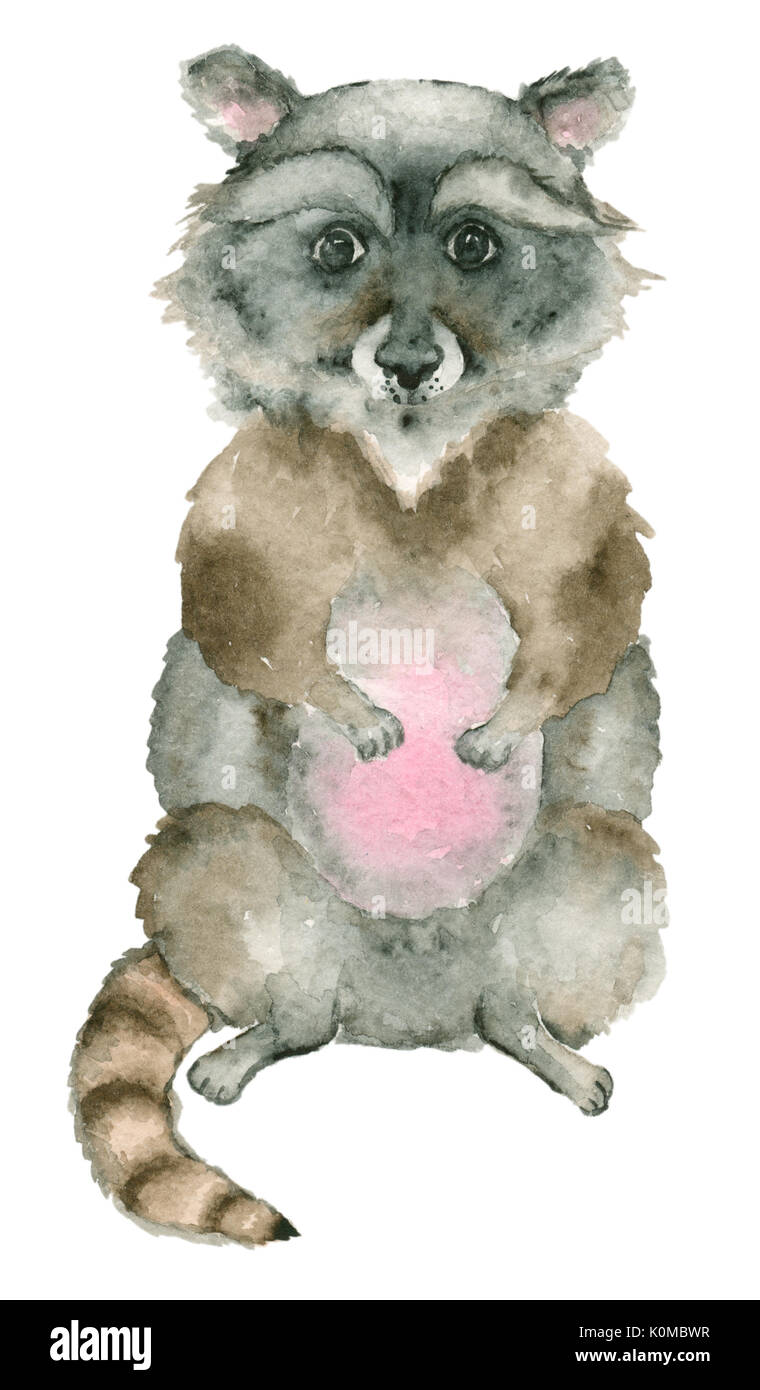 Hand drawn raccoon Stock Photo - Alamy