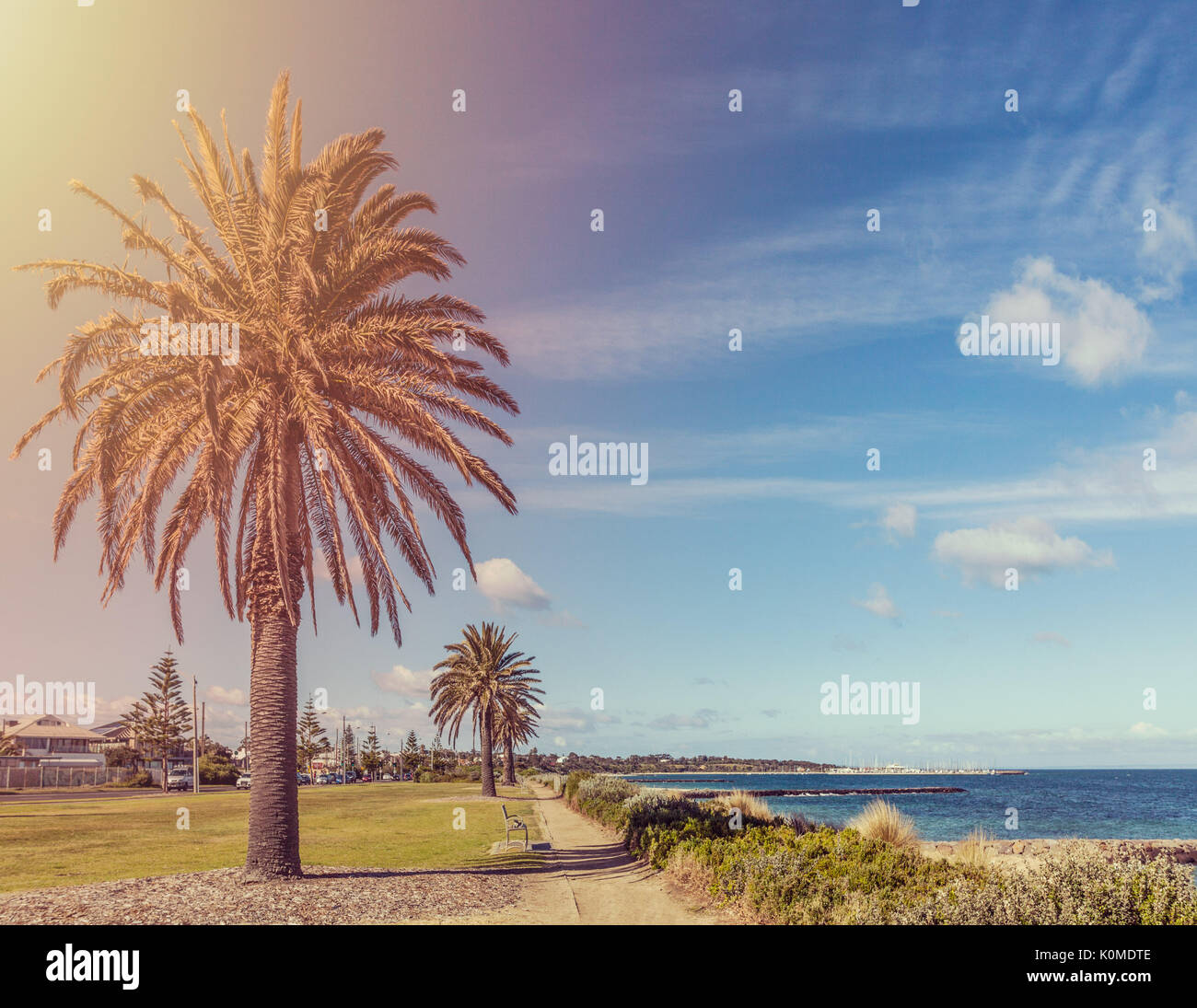 Row of palm trees along coastal walkway along Port Phillip Bay in ...