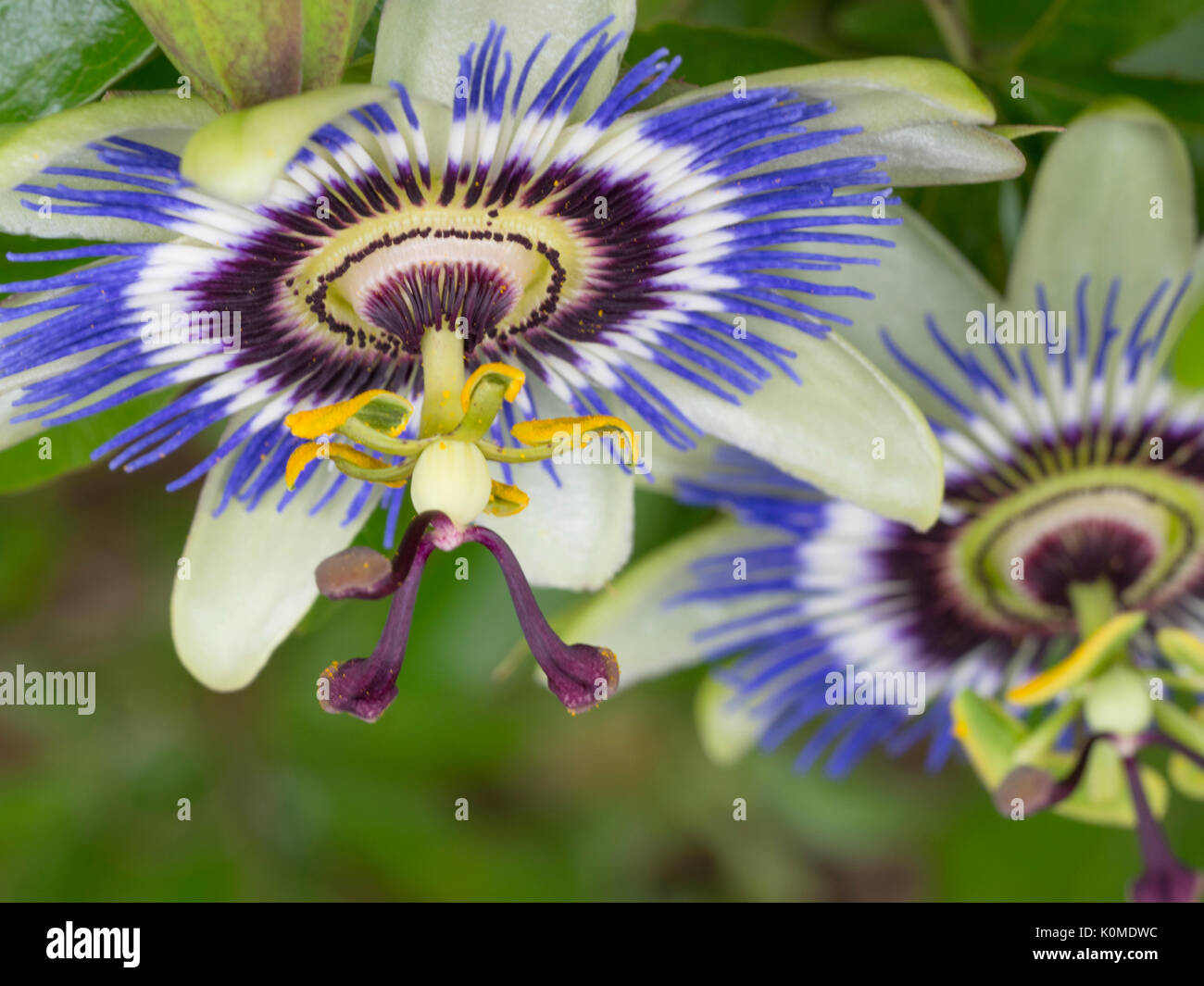 Blue passion flower Passiflora caerulea Stock Photo - Alamy