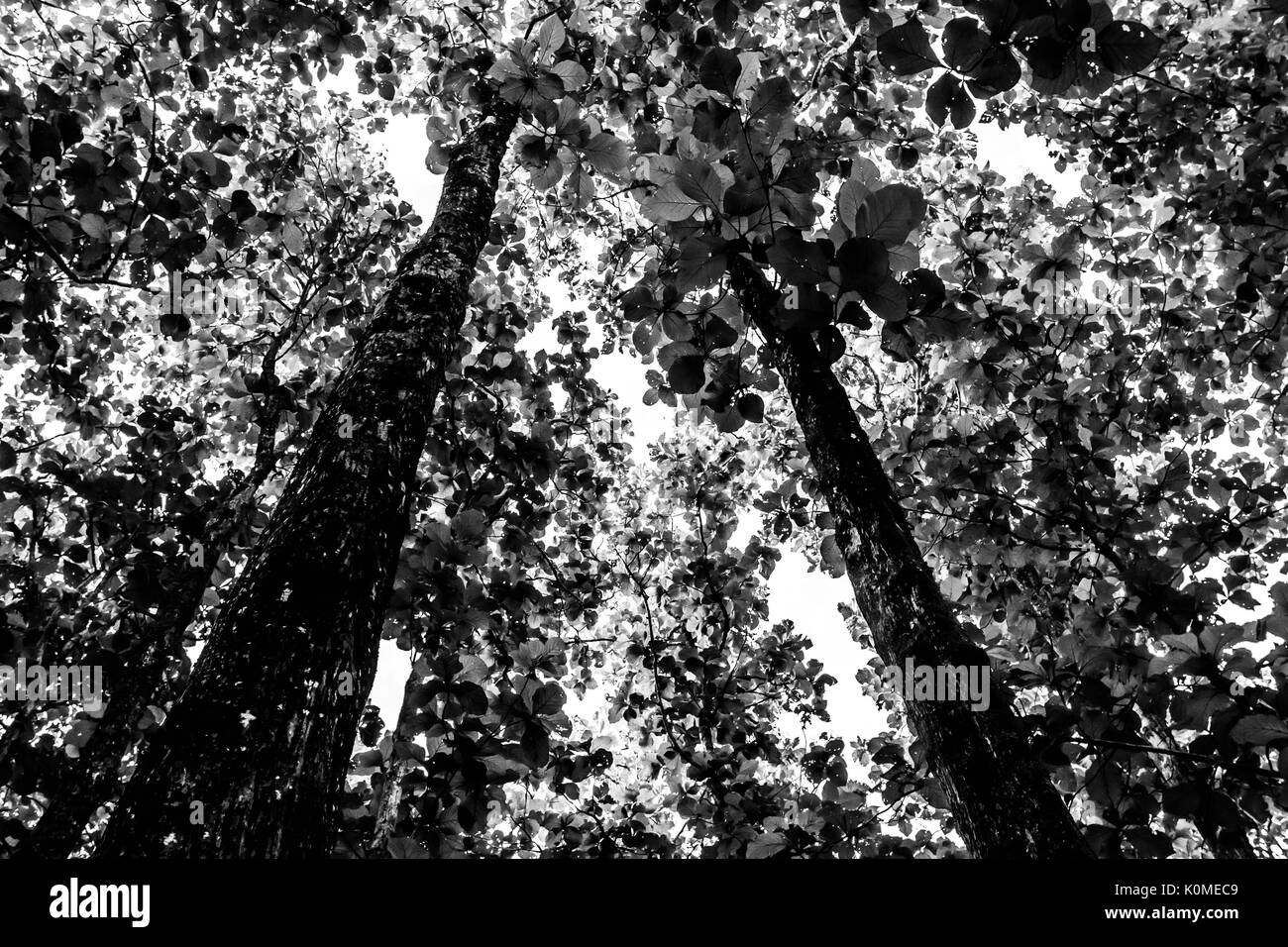 Oak tree forests Black and White Stock Photos & Images - Alamy